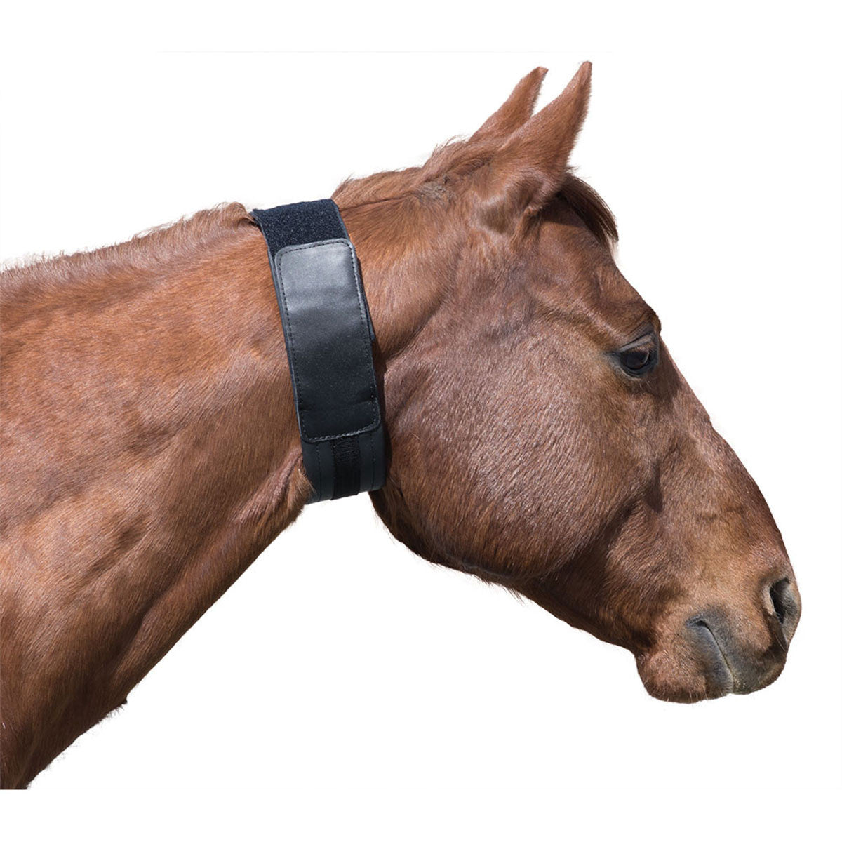 HUMANE CRIBBING STRAP – TB-Love.com